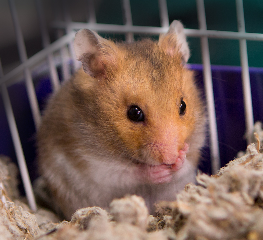 Shelter Dogs of Portland: "BABY HAMSTERS" - nice easy little pets ...