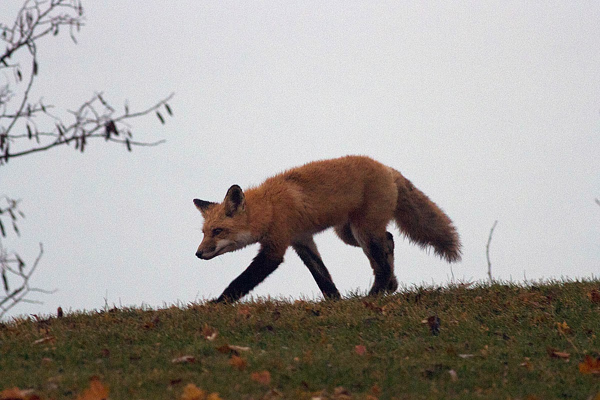 Ann Brokelman Photography: Red Fox Rescue and Release with Toronto ...