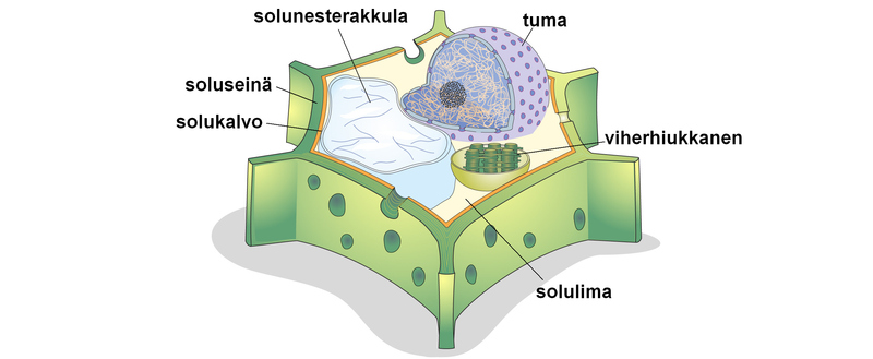Biologia 2 oppimispäiväkirja: 2. solun perusrakenne