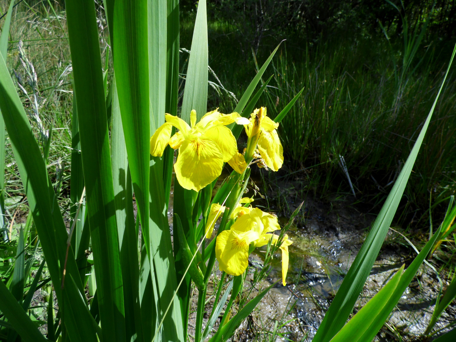 Random Jottings: Yellow Flag