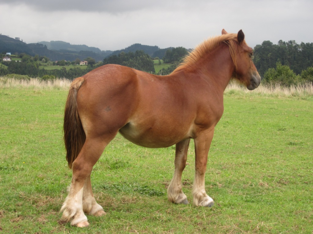 Euskal Herriko Mendiko Zaldia: Potras en venta. Behorkak salgai