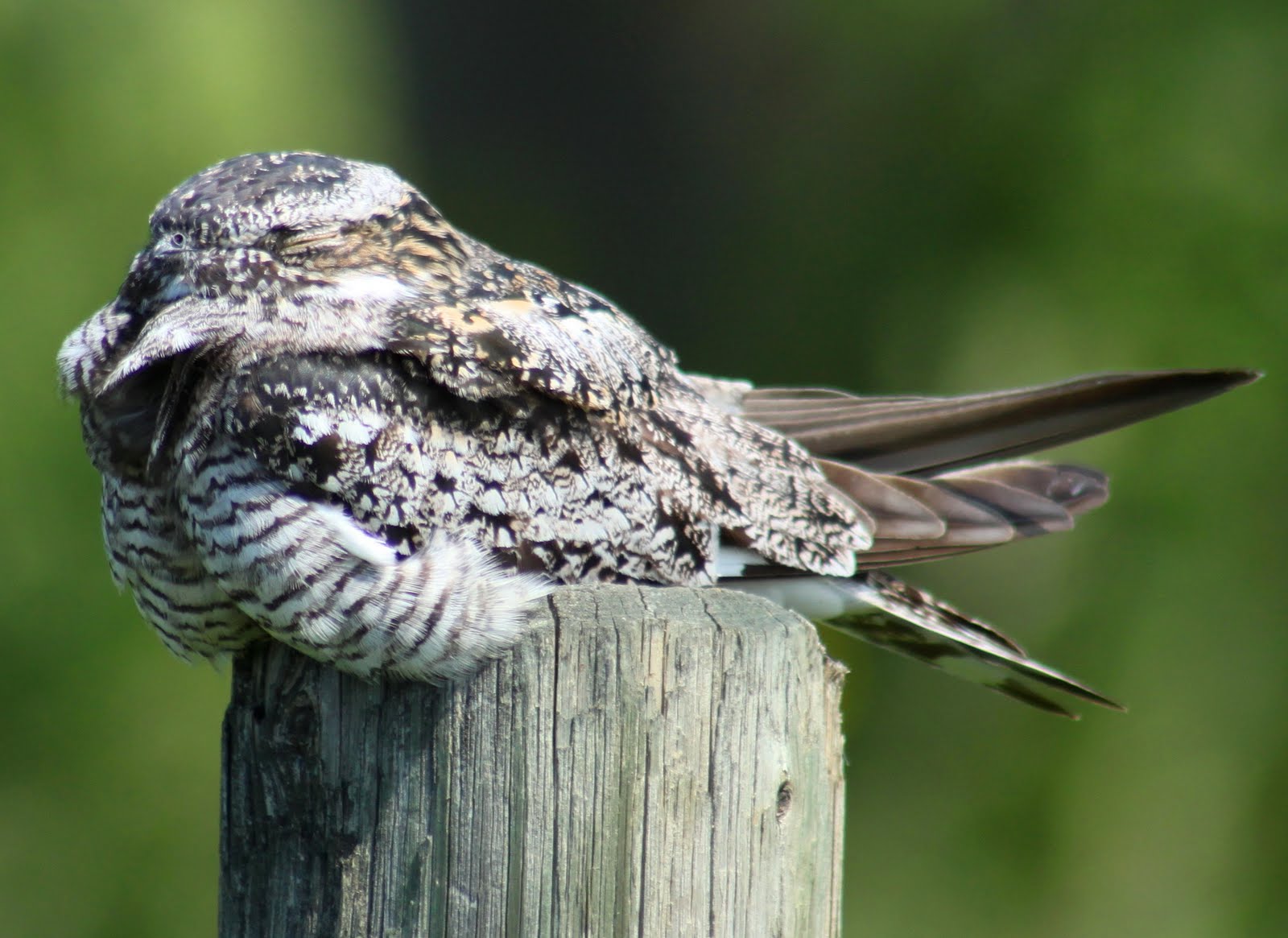 Still Life With Birder: Common Nighthawk