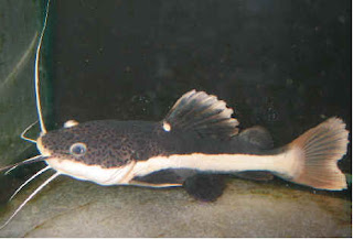 The Beauty of Underwater: Catfish, Bukan Lele Biasa