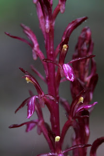 Native Orchids of the Pacific Northwest and the Canadian Rockies (and ...