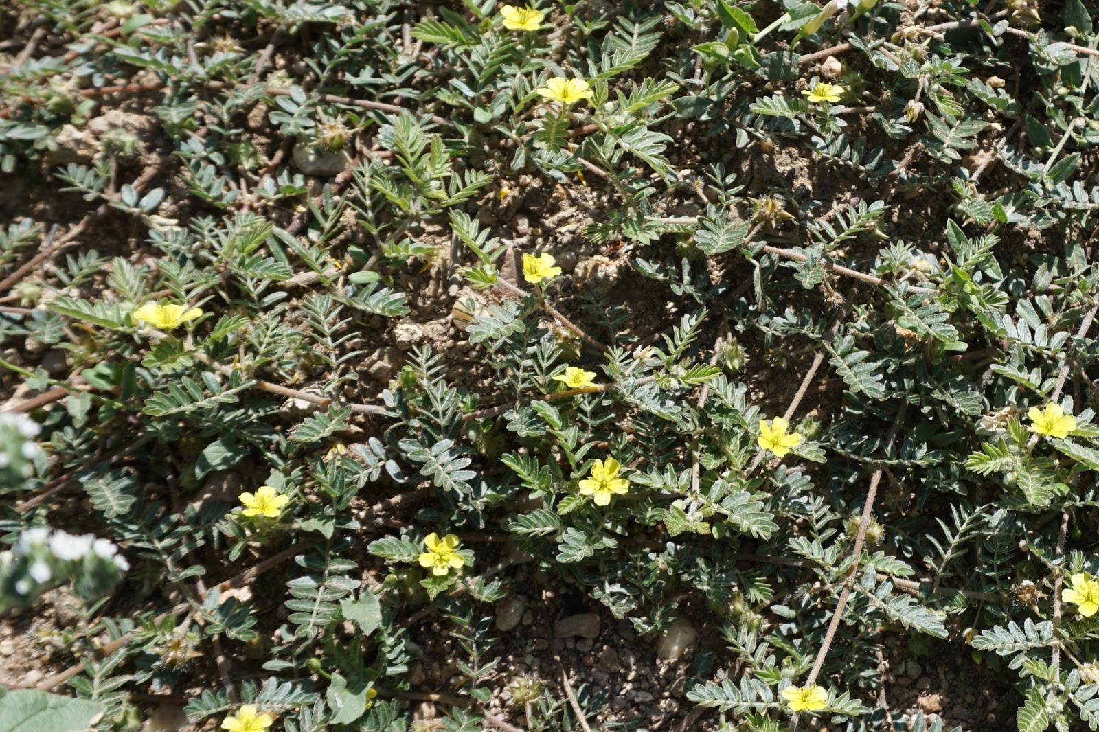 Plantas de Huerta Otea, Salamanca: Abrojo, abreojos (Tribulus terrestris)
