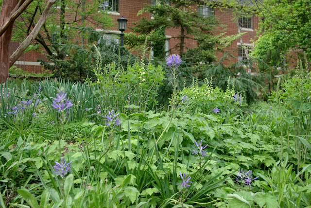 sweetbay: Coker Arboretum in April