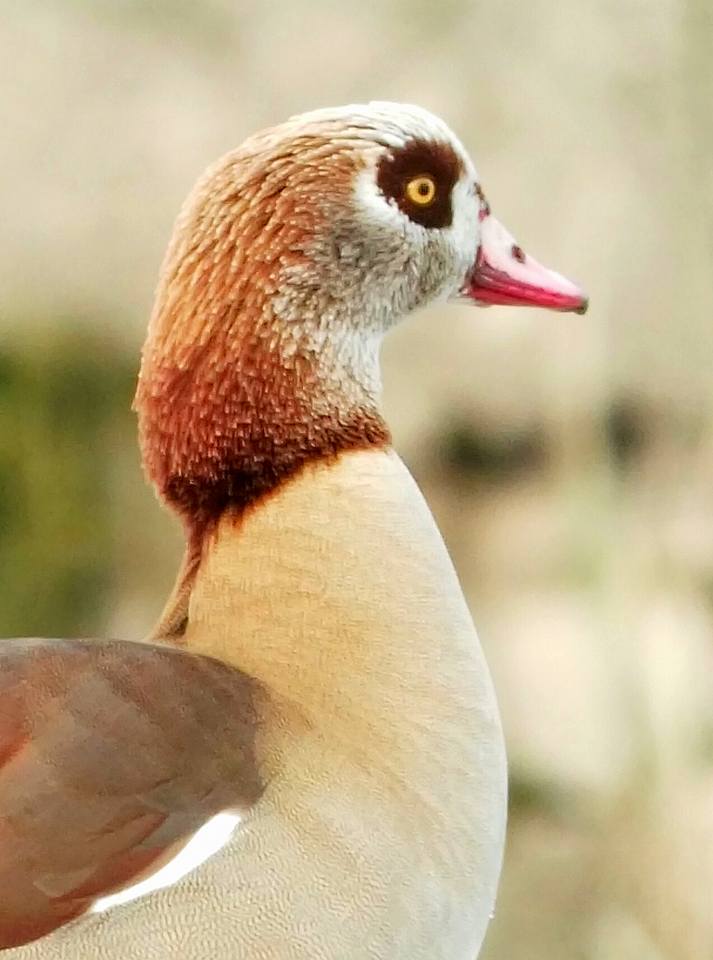 Sistema Naturae: febrero 2017