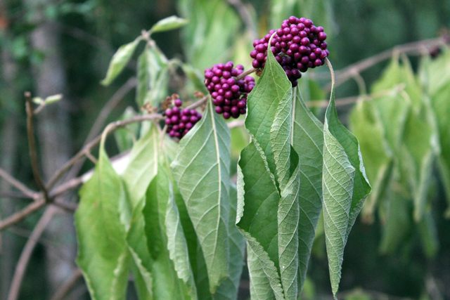 Photographs from Lake Tawakoni