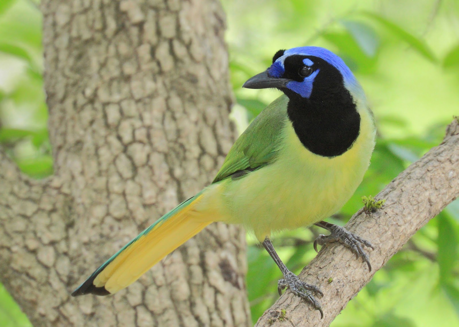 WildLife: Jay Bird Wallpapers