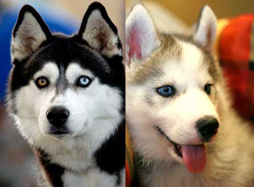 leopard: The Siberian Husky