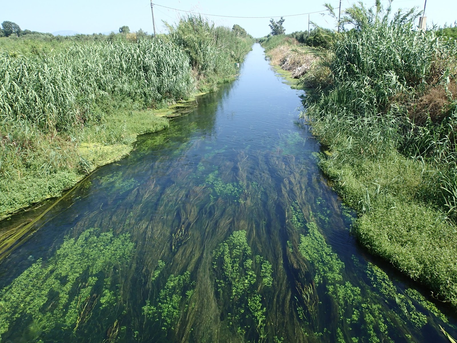 Athens Nature Journal: Evrotas River Delta: Natura 2000 habitat mapping