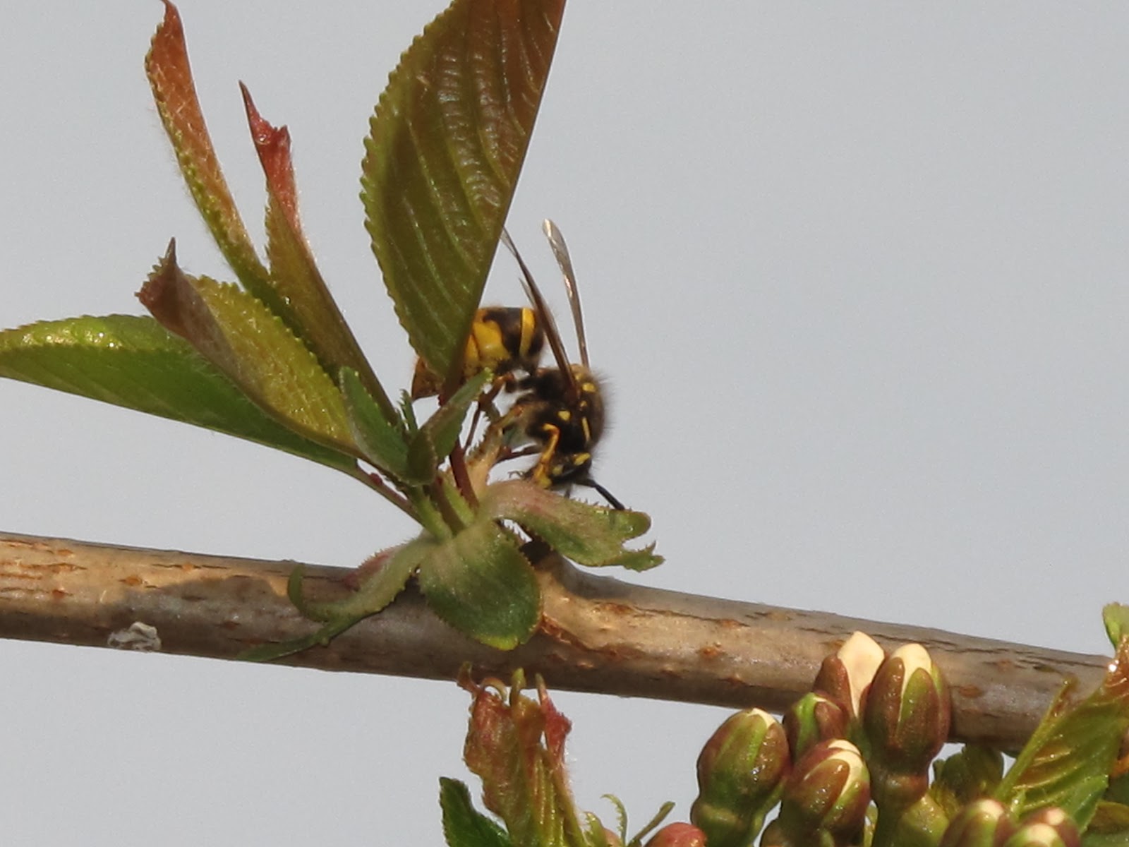 BugBlog: Food for the queen wasp