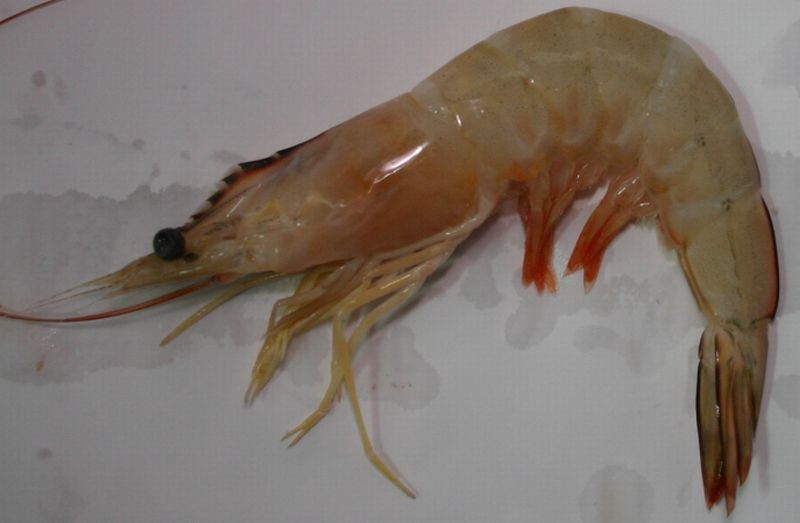 PEMBEKAL UDANG: JENIS JENIS UDANG