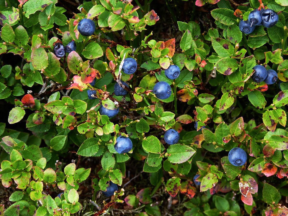 Cumbria Wildscapes: AUTUMN FRUITS: Bilberries
