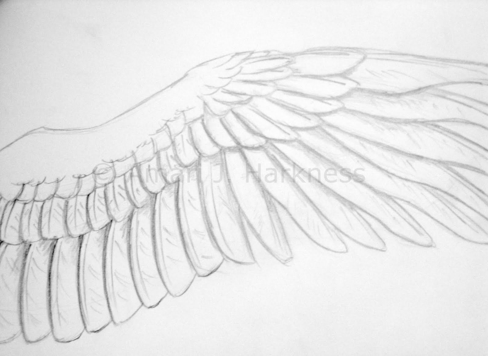 Sketching with Reckless Abandon: Drawing Bird Wings...