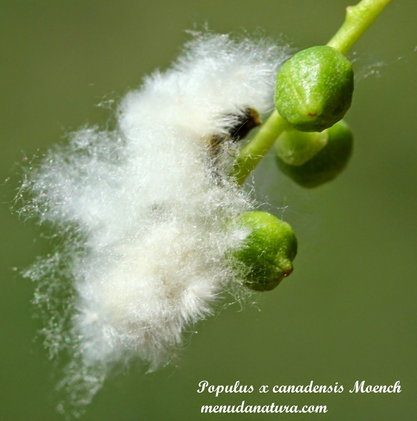 Menuda Natura: Populus x canadensis Moench