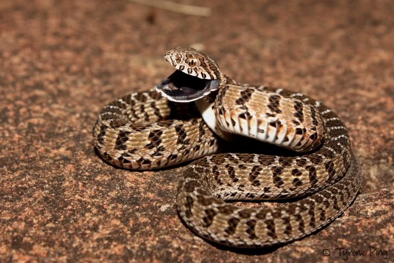 Rhombic Night Adder | Snakes