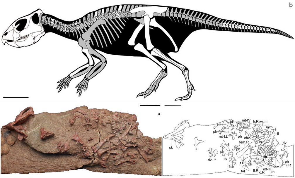 Species New to Science: [Paleontology • 2015] Mosaiceratops azumai • A ...