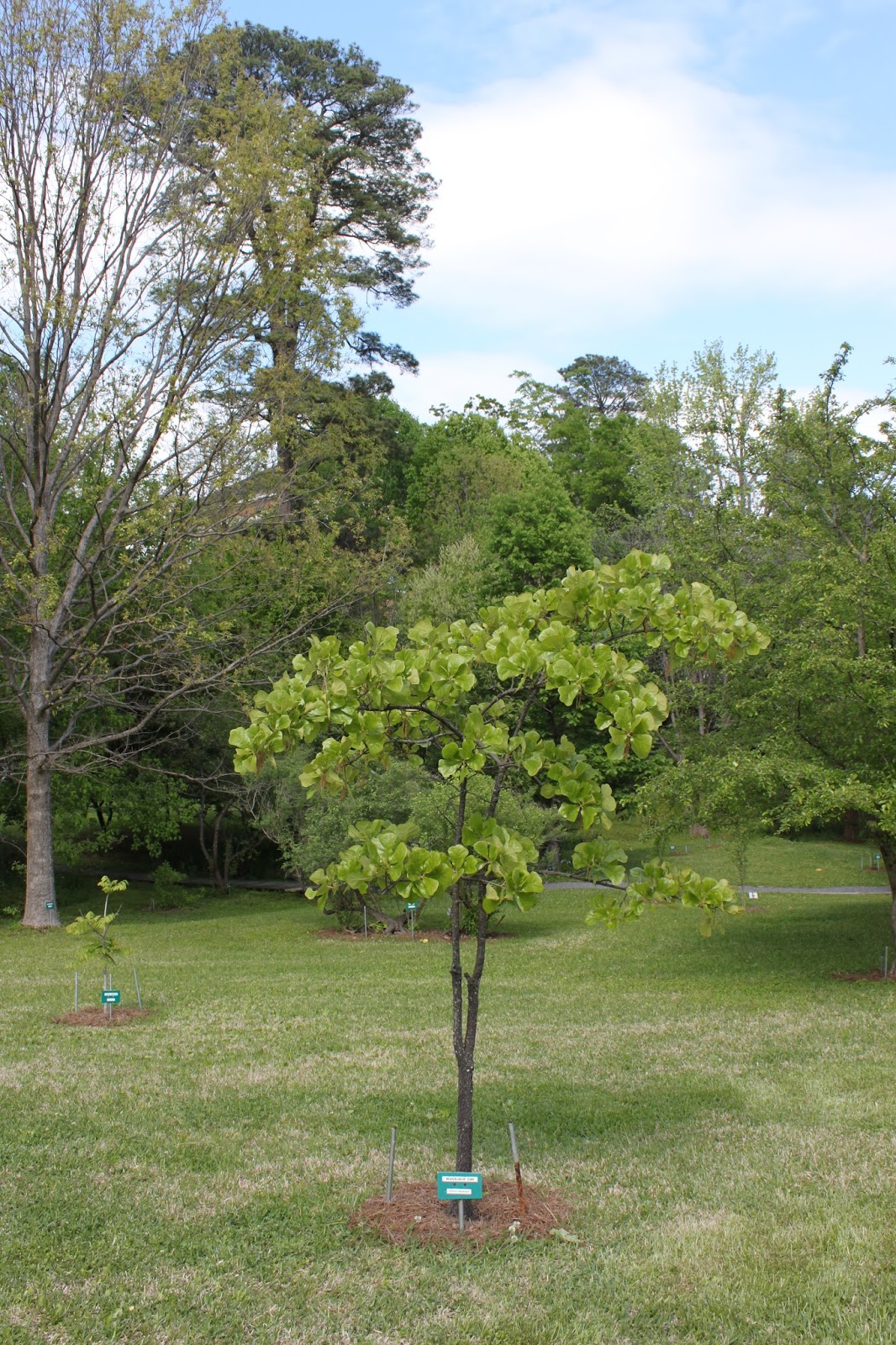 Centenary College Arboretum: Tree of the Week: Blackjack Oak (Quercus ...