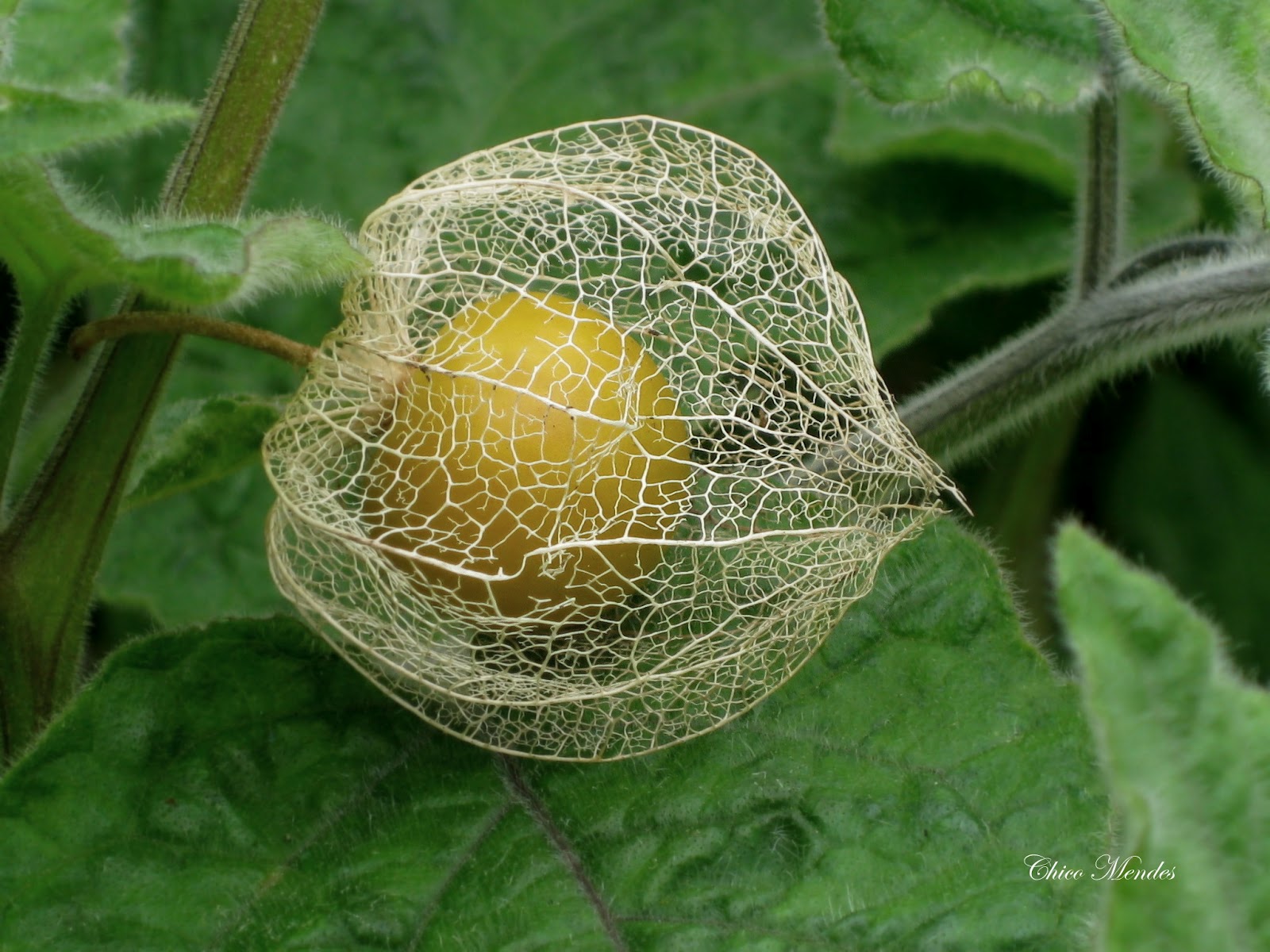 CULTURA DO ESPÍRITO: Tomate de capucho