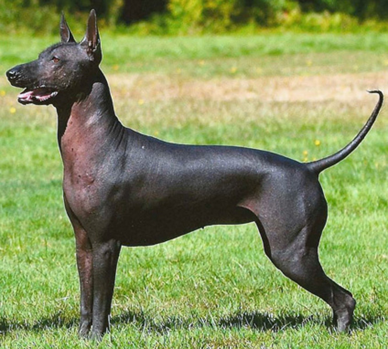 Xoloitzcuintle 10 Datos Curiosos Sobre Esta Joya Azteca