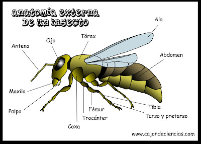 UN AMBIENTALISTA: Cajón de Ciencias: Naturaleza conCIENCIA