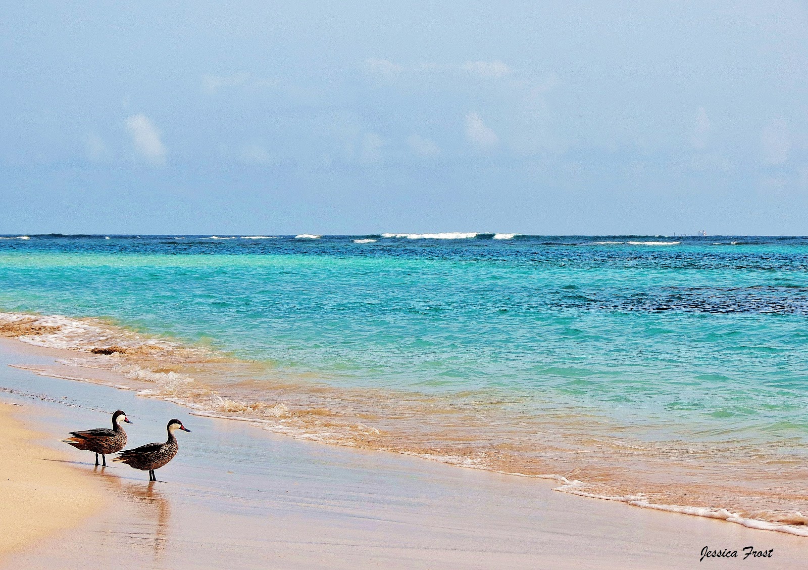 Jessica Frost: Puerto Rico: Tropical Scenery