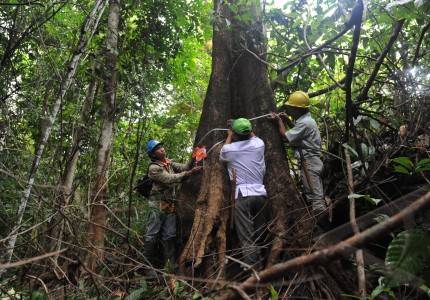 Partisipasi Masyarakat dalam Mengelola Hutan Produksi