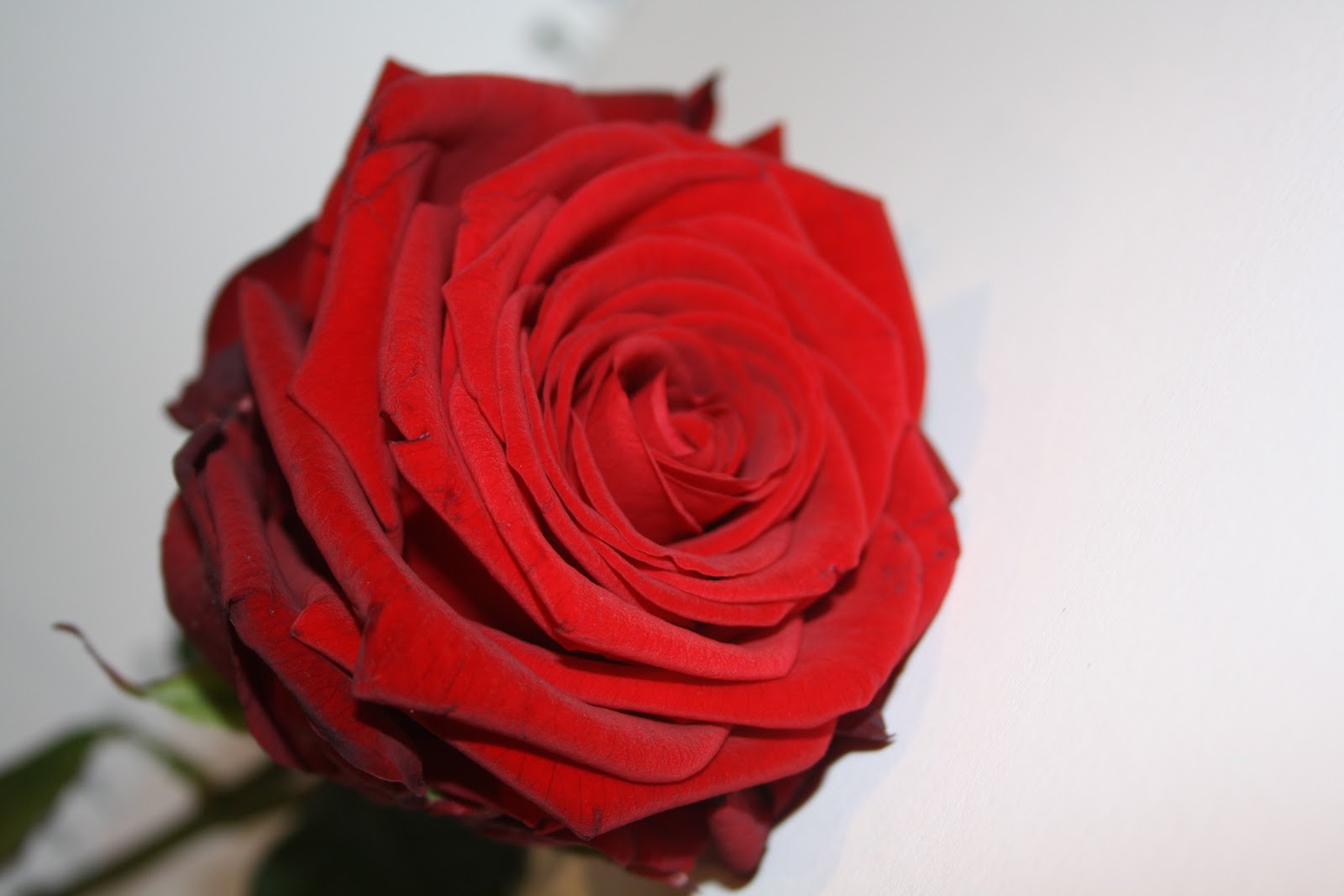 Sarah Naden [Graphic Design]: Natural Forms