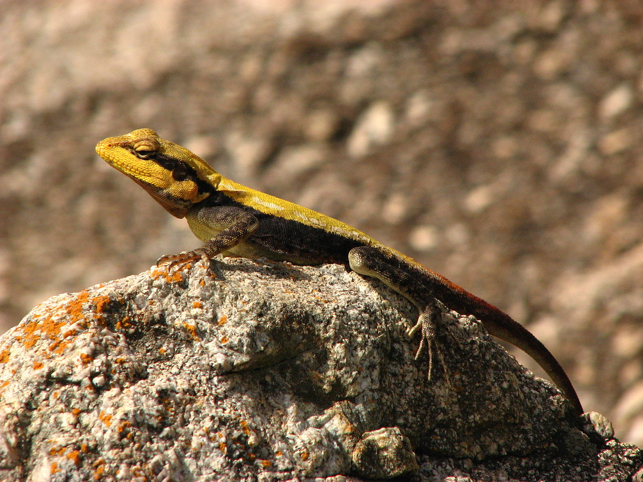 Real Monstrosities: Indian Rock Agama
