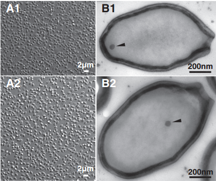 EL DESCUBRIMIENTO DE UN VIRUS GIGANTE ABRE LA CAJA DE PANDORA