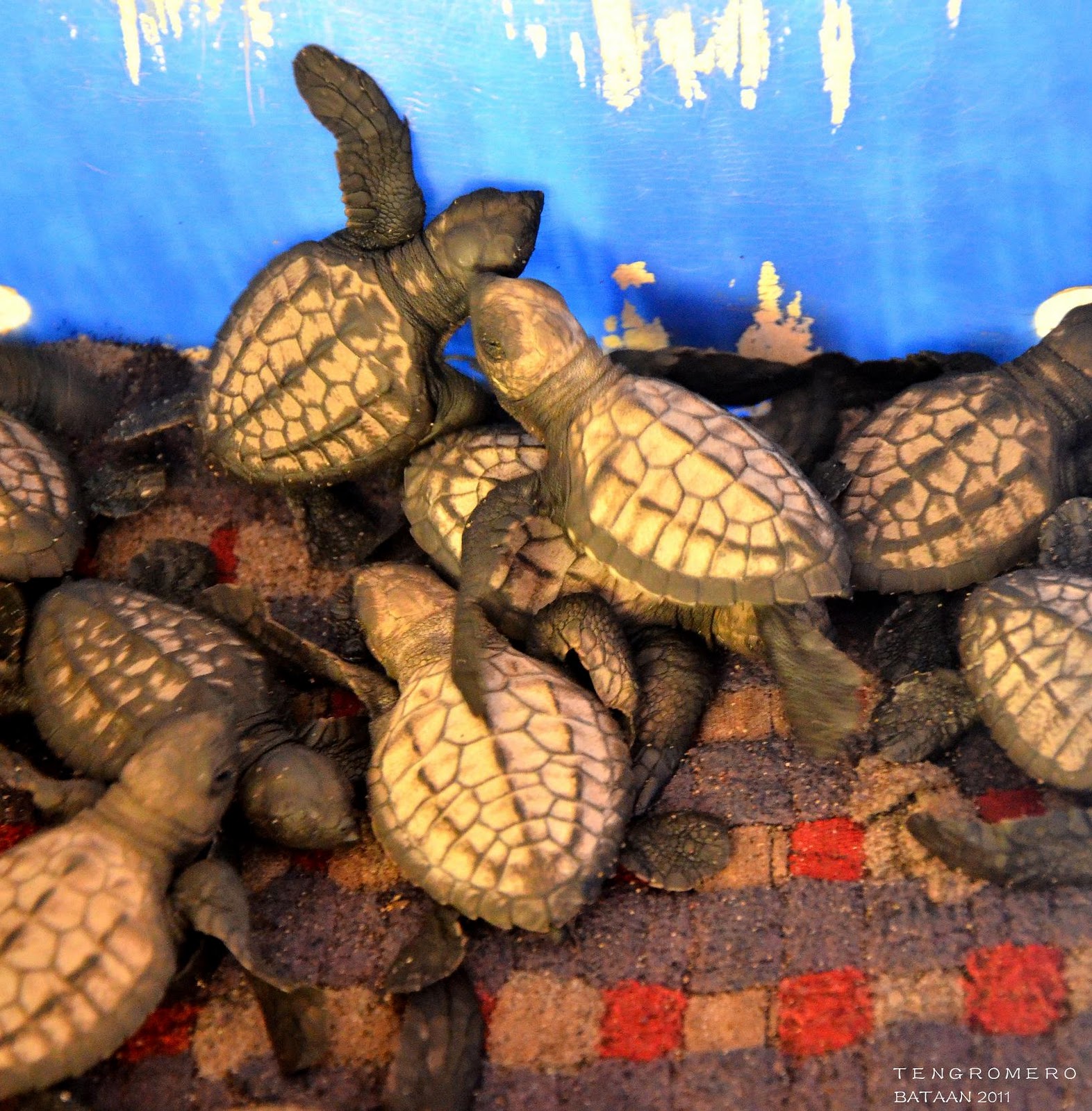 tengturista: BATAAN | Turtles + Coral View Beach Resort