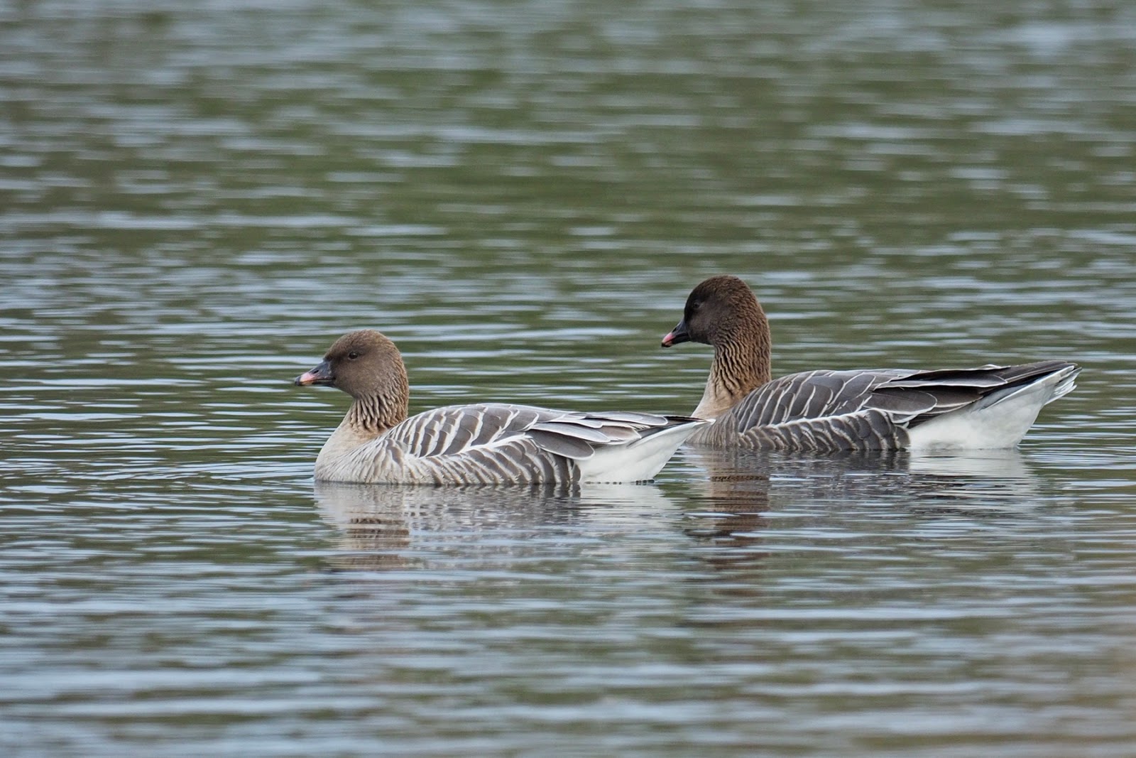 CAMBRIDGESHIRE BIRD CLUB GALLERY: Pink-footed Goose