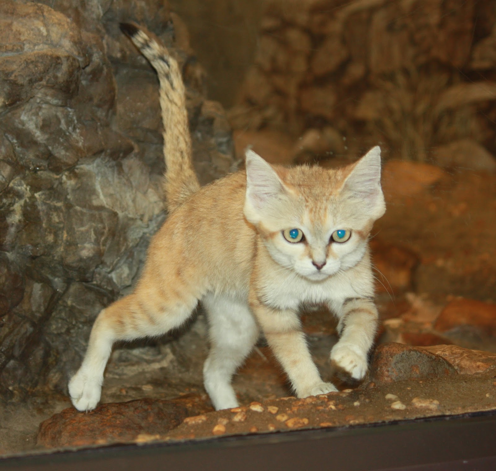 Abe's Animals: Pictures of the 6 extant Felis cats