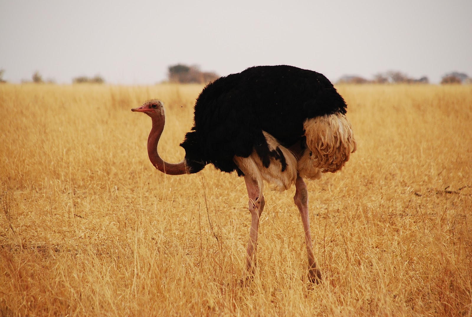 Amao 旅‧攝 Travel‧Photo: 動物星球--可愛動物區 Animal Planet‧Safari-Mild Animal,Kenya