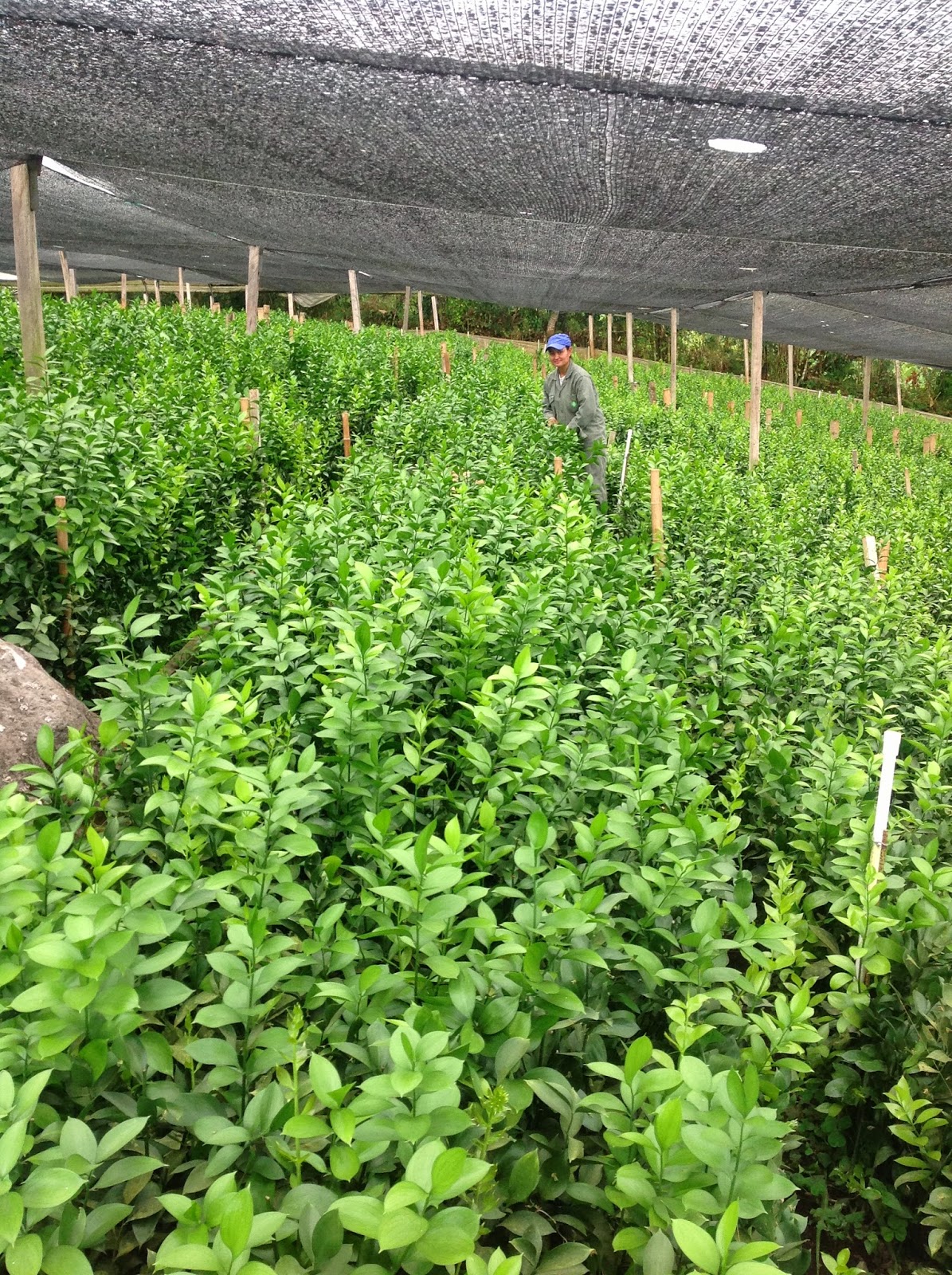 CULTIVO DE RUSCUS | SANTA SUSANA SAS