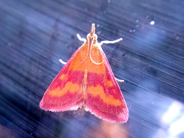 Rambling Wren: Moth Mania Part 2