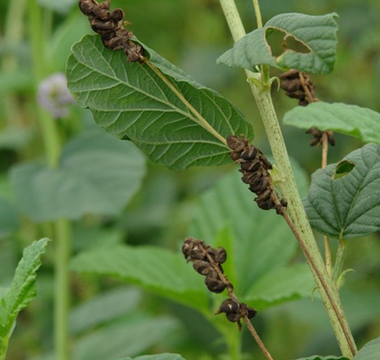 Asucre Psoralea Corylifolia ~ Bakuchi ~ Karboga Arisi