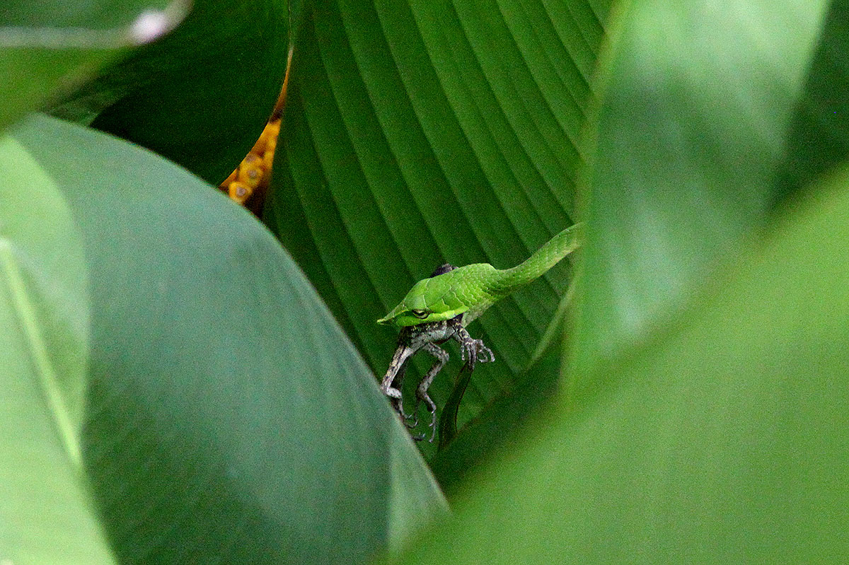 TANG DUNAND: Green snakes