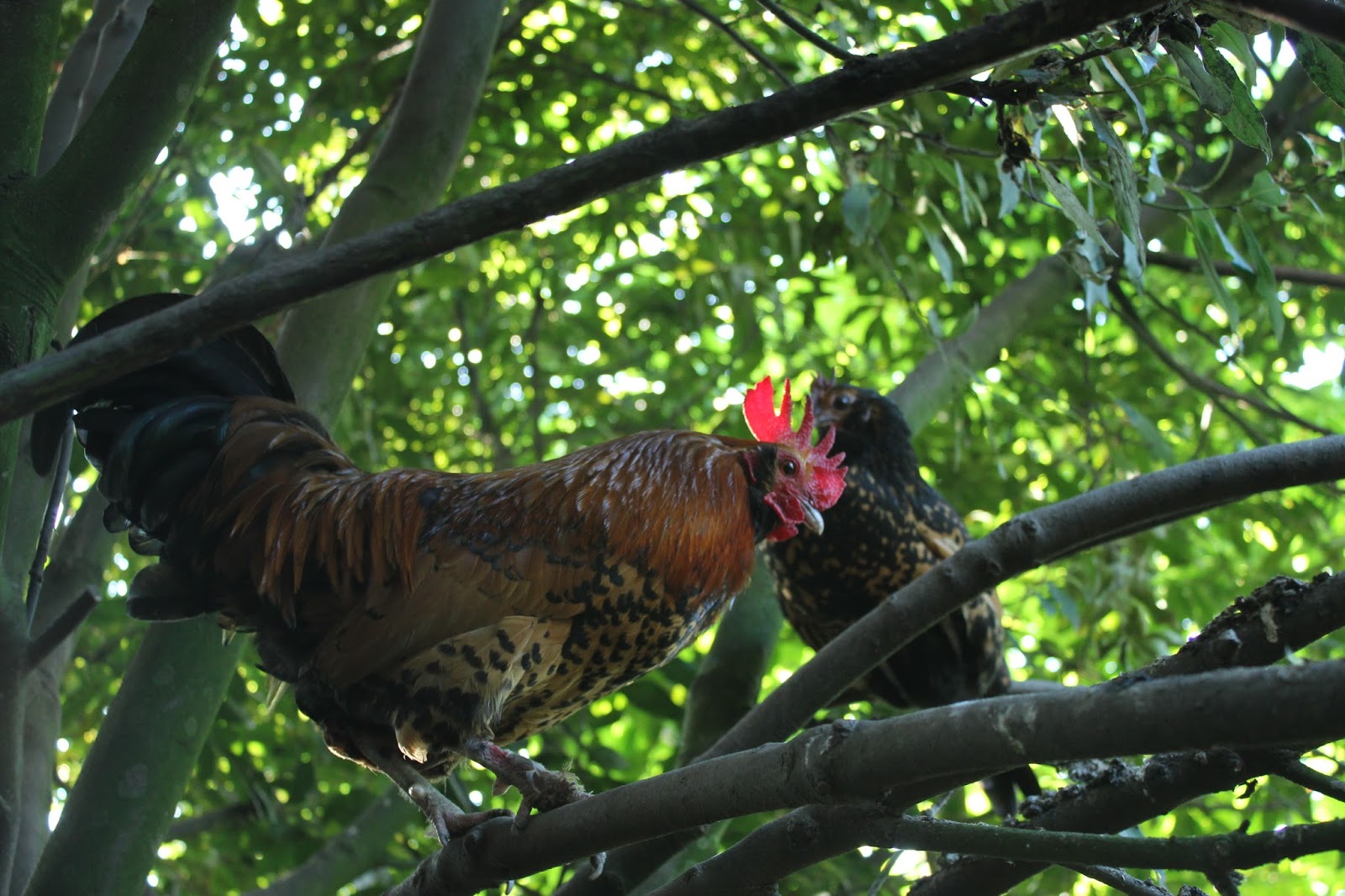 Hens putting themselves to bed in a forest garden - the Normandy ...
