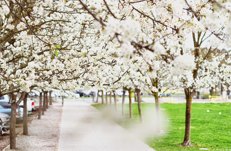 Spring Fling | A•Mused