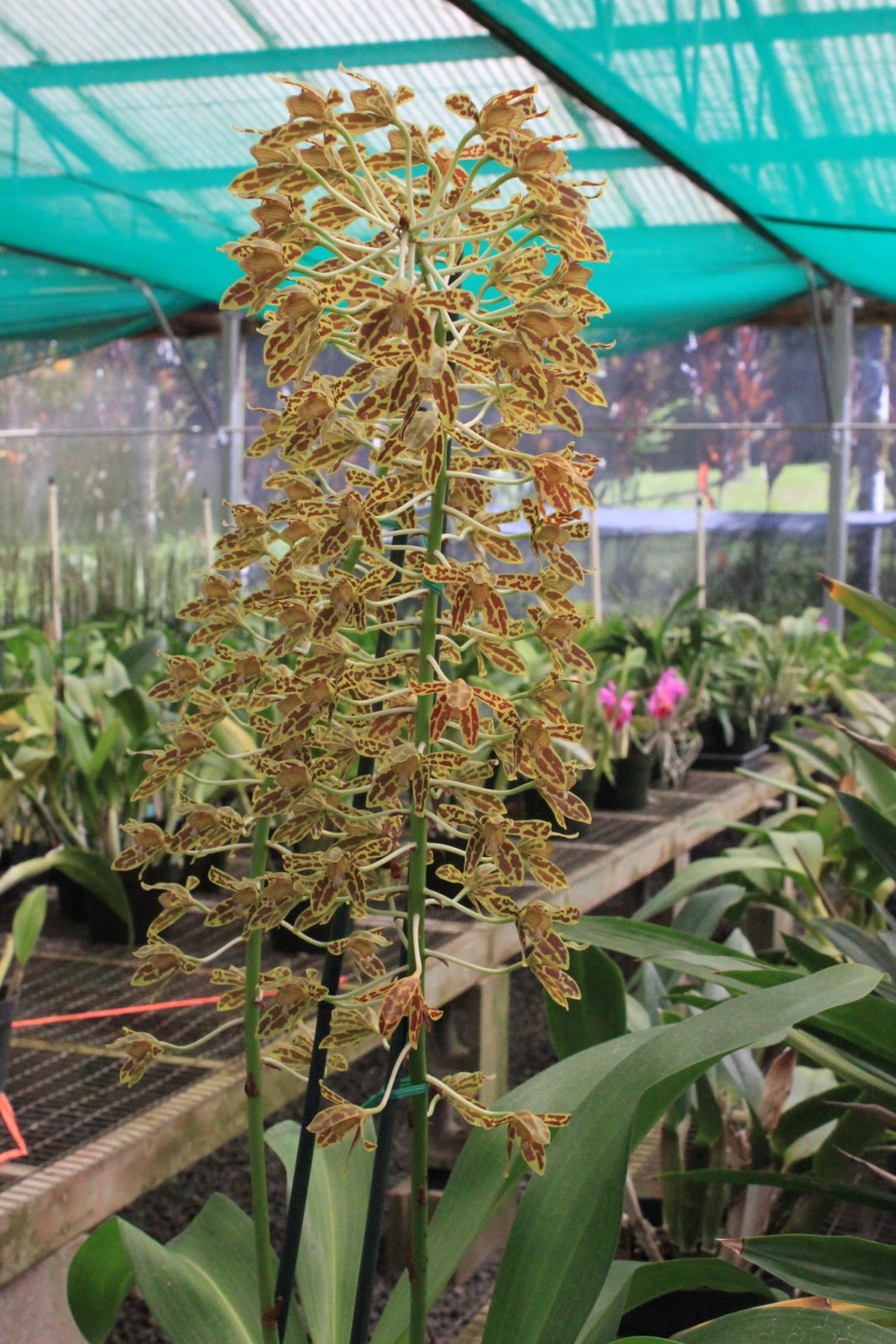 Main Street Florist: Hawaii Orchid Nursery Tour