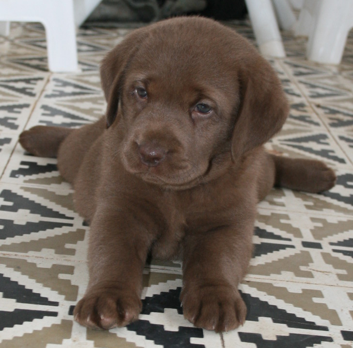 Fotos De Filhotes De Labrador