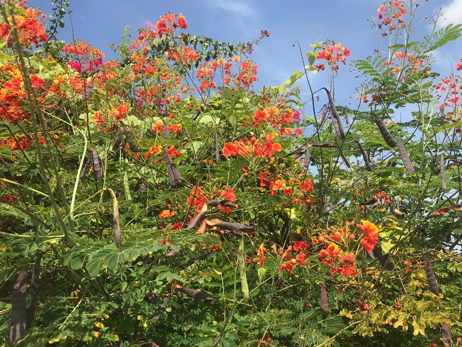 新/马草药自然医学: 金凤花药用价值. Caesalpinia Pulcherrima benefits.Manfaat Dan ...