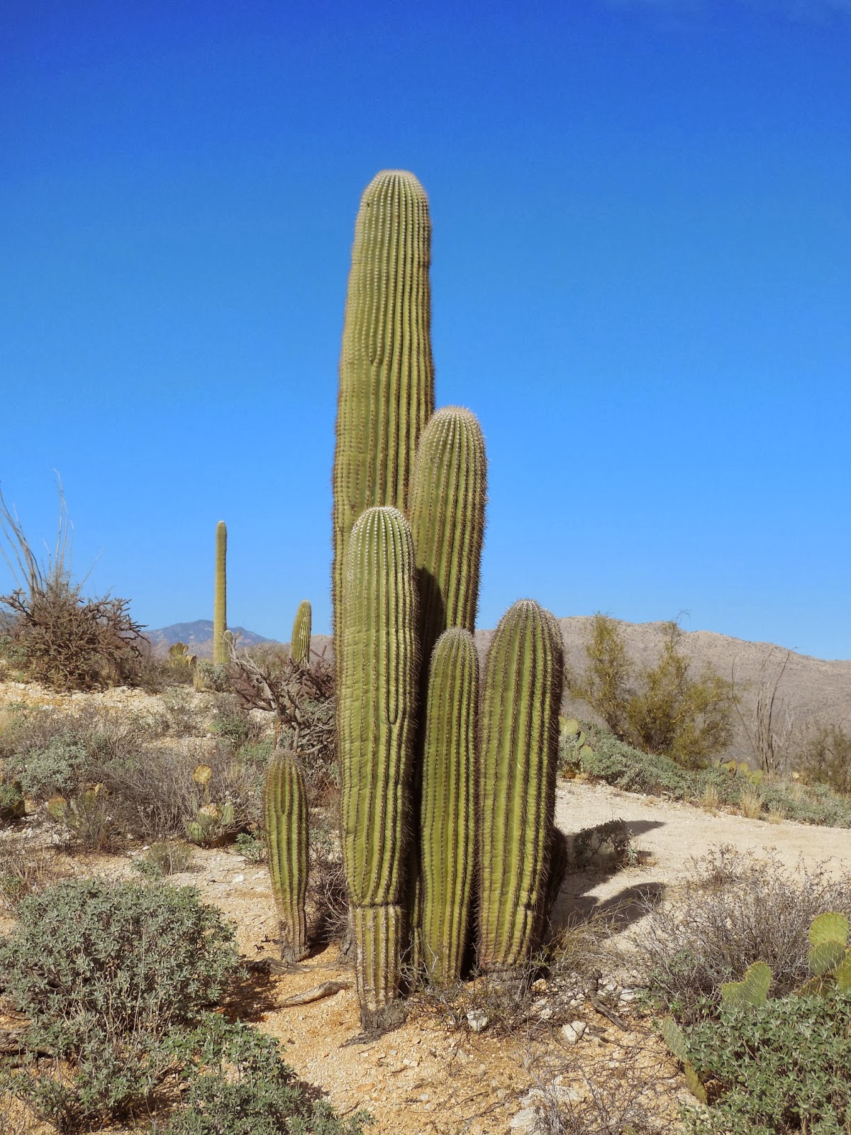 Exploring the American West: Saguaro National Park East Cactus Forest ...