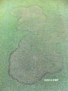 Michigan State University: Turfgrass Disease and Stress Update