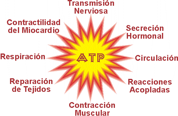 El ATP en el Ejercicio Físico (Trifosfato de Adenosina) Beneficios ...