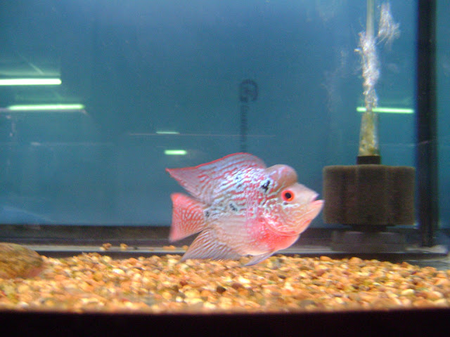 Flowerhorn The Hybrid Cichlids: Short Body Louhan