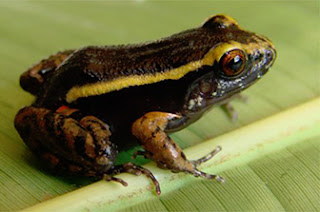 The Herpetology of Trinidad and Tobago: Amazon Leaf Frog, Lithodytes ...