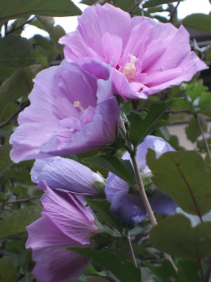 napoleons note's: VIOLET THE COLOR, LILACS, LAVENDER, VIOLETS